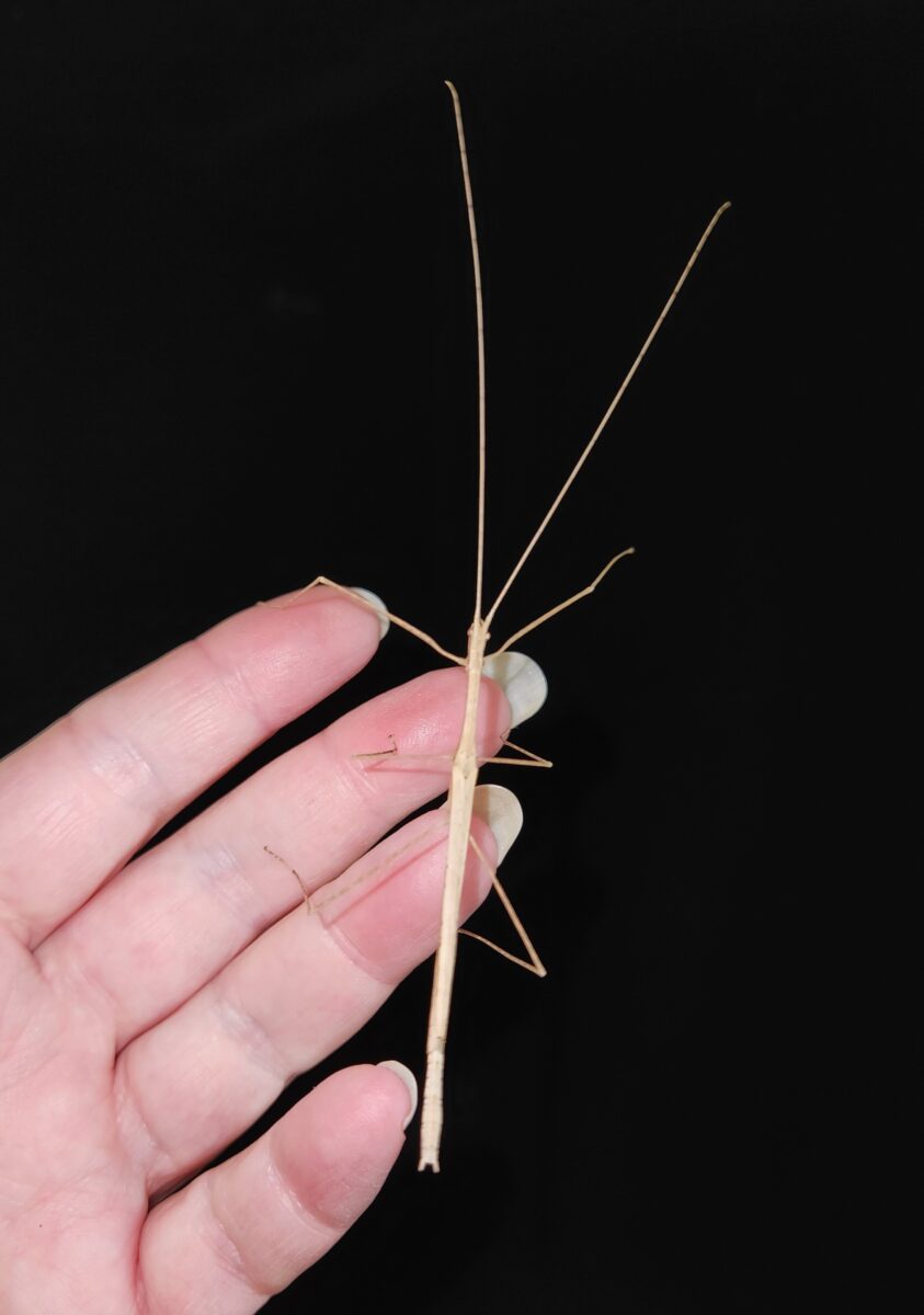 Cyclone Larry Stick Insect - Sipyloidea larryi – Unique Creatures