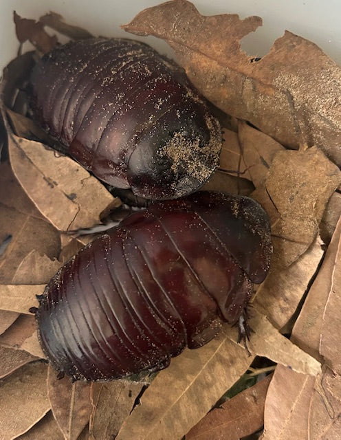 Giant Burrowing Cockroach (Macropanesthia rhinoceros) - Adults – Unique ...