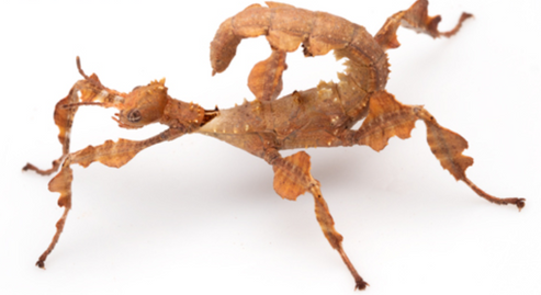 Spiny Leaf Insect - Extatosoma tiaratum - Nymphs – Unique Creatures