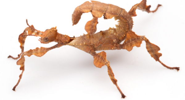 Spiny Leaf Insect - Extatosoma tiaratum - Nymphs – Unique Creatures