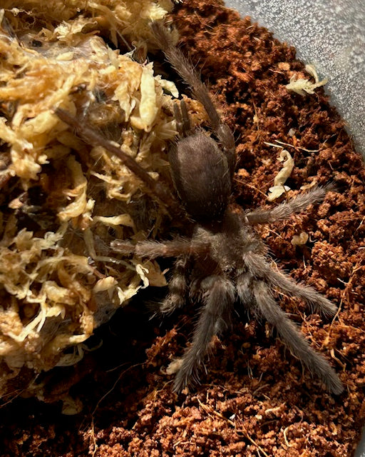 Phlogius sp. Stents Tarantula - 2 year old – Unique Creatures